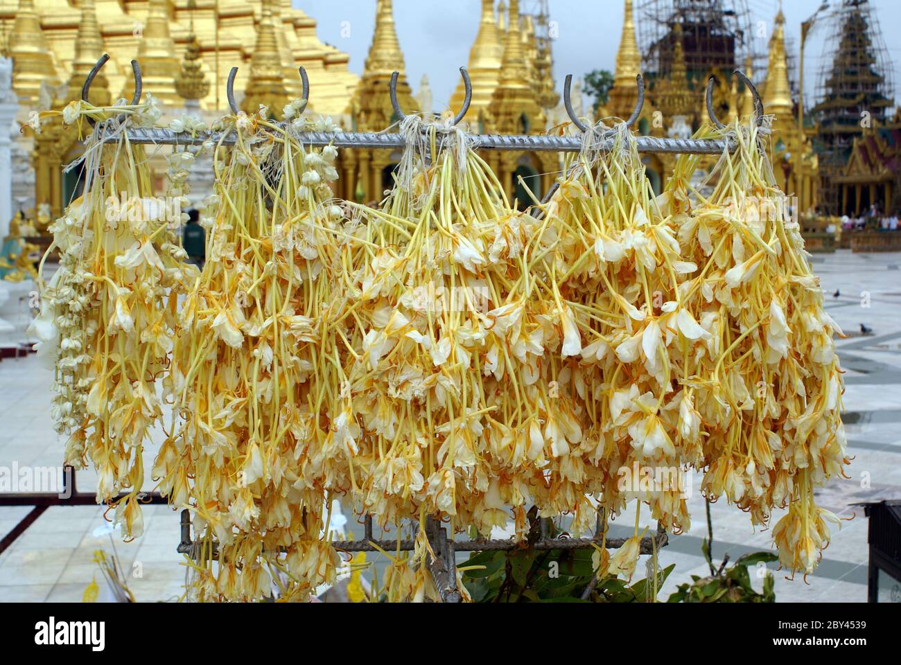 Pagoda Flower High Resolution Stock Photography and Images - Alamy