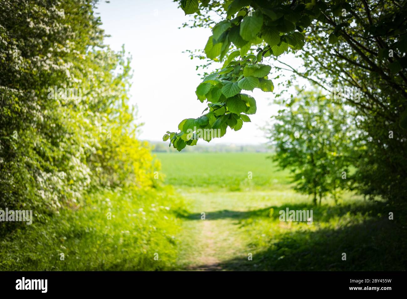 Fresh native hawthorne branches seen in bloom in a nature reserve in ...