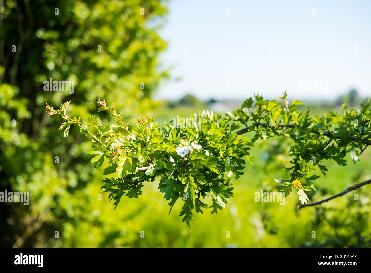 Fresh native hawthorne branches seen in bloom in a nature reserve in ...
