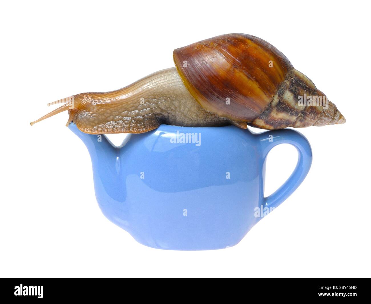 Snail on teapot Stock Photo - Alamy