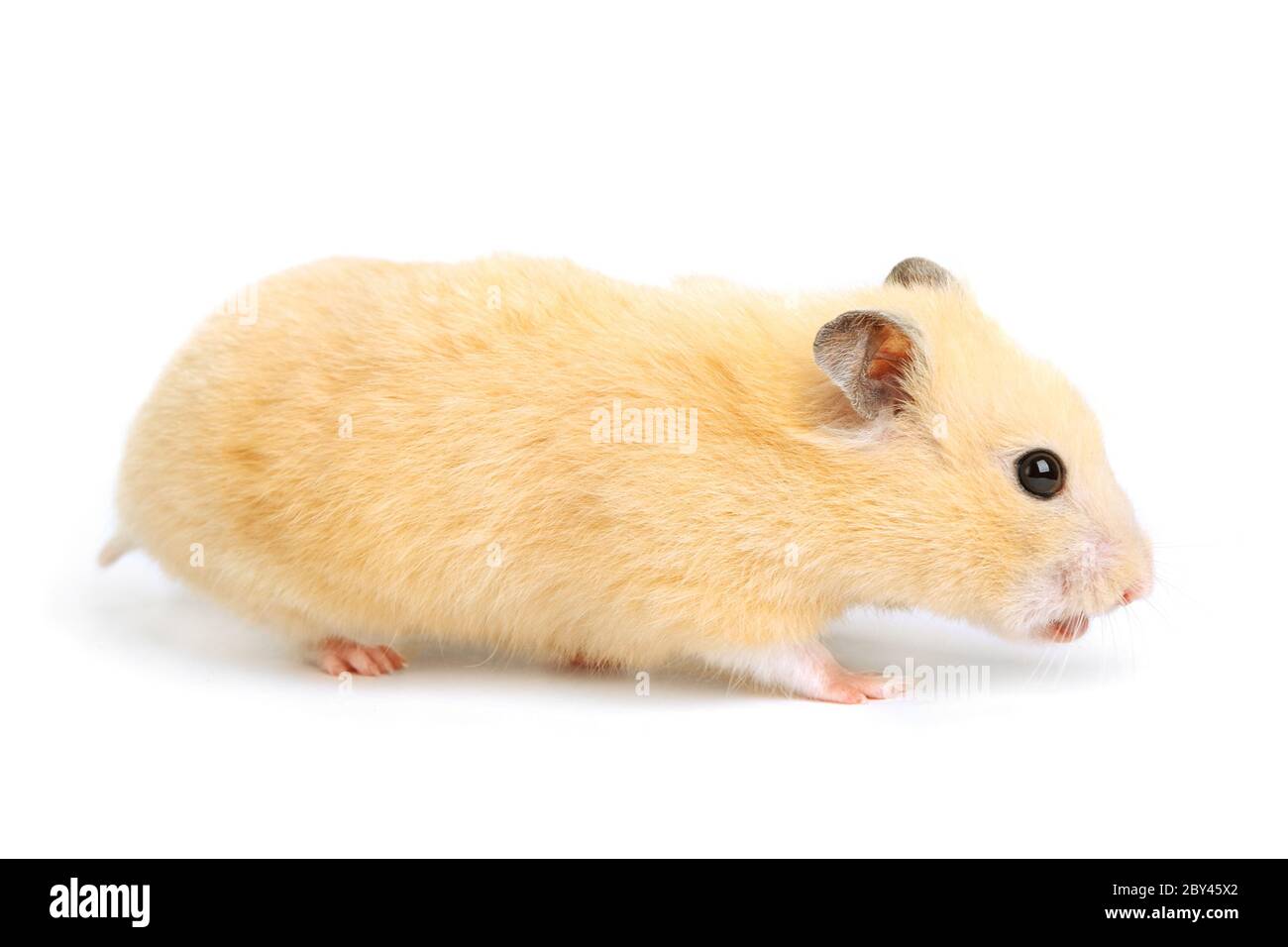 Fluffy the hamster Cut Out Stock Images & Pictures - Alamy