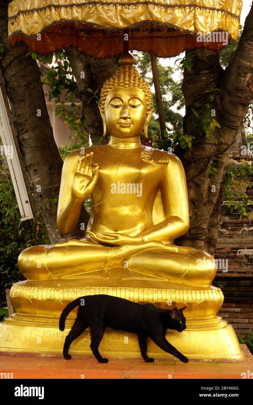 Buddha cat hi-res stock photography and images - Alamy