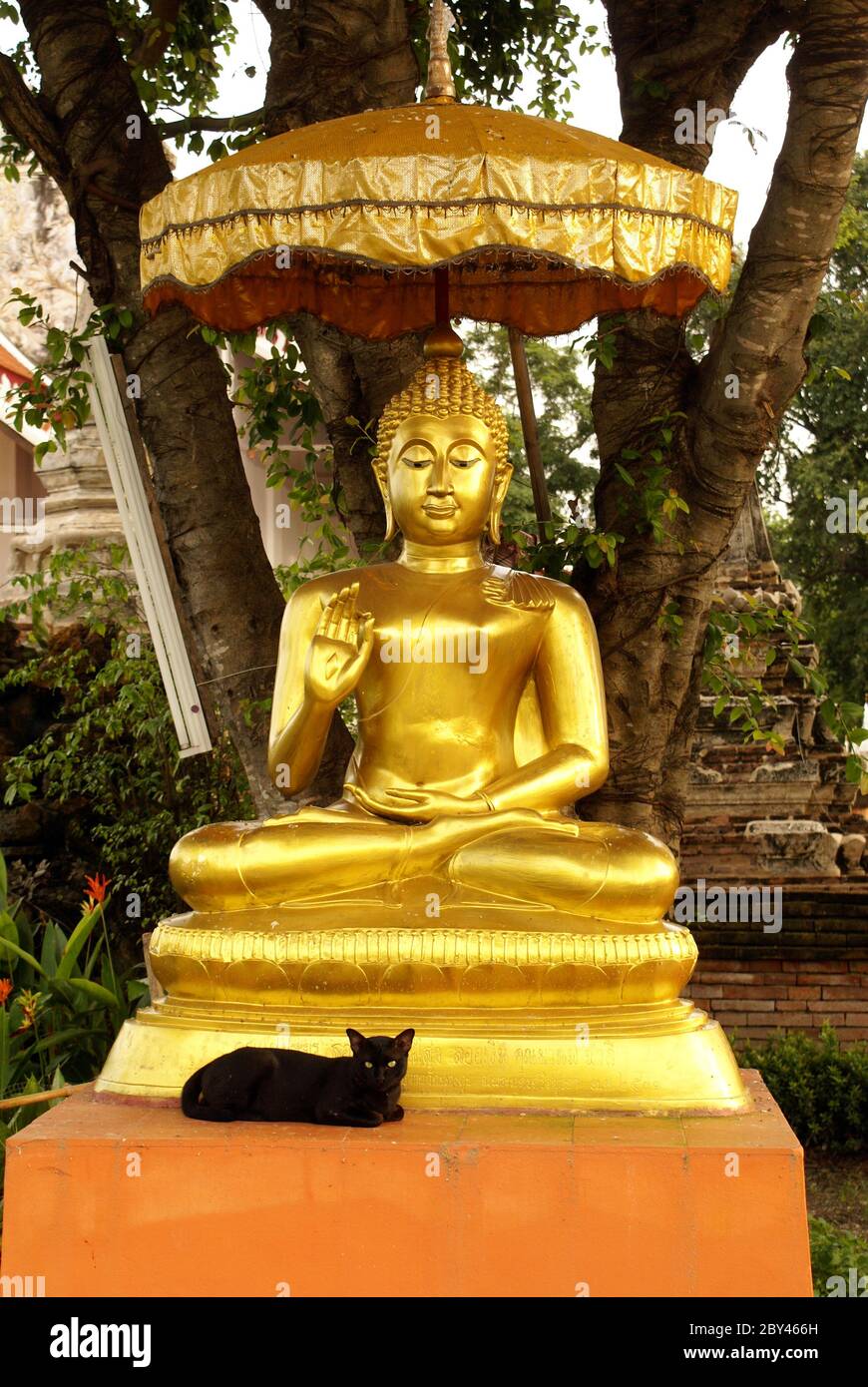 Buddha cat hi-res stock photography and images - Alamy