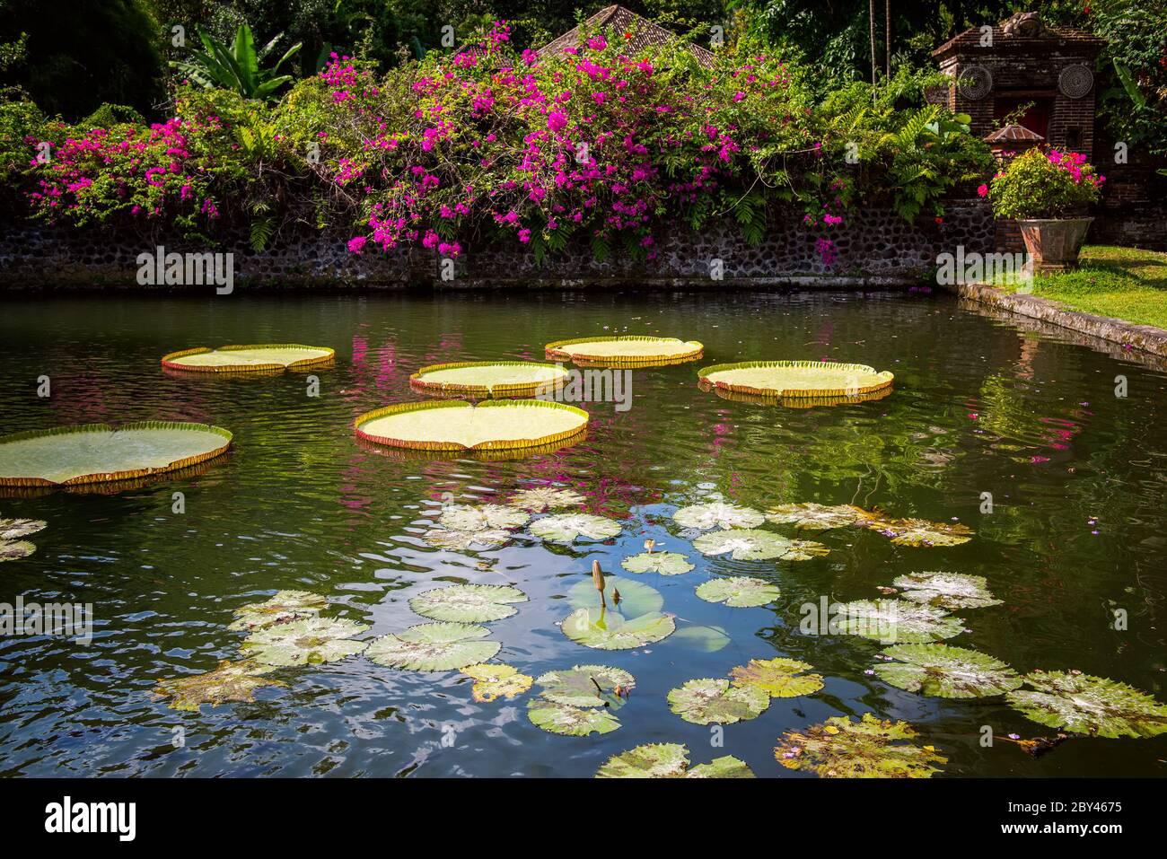 Pond with lotos flowers in Water Palace of Tirta Gangga in East Bali ...