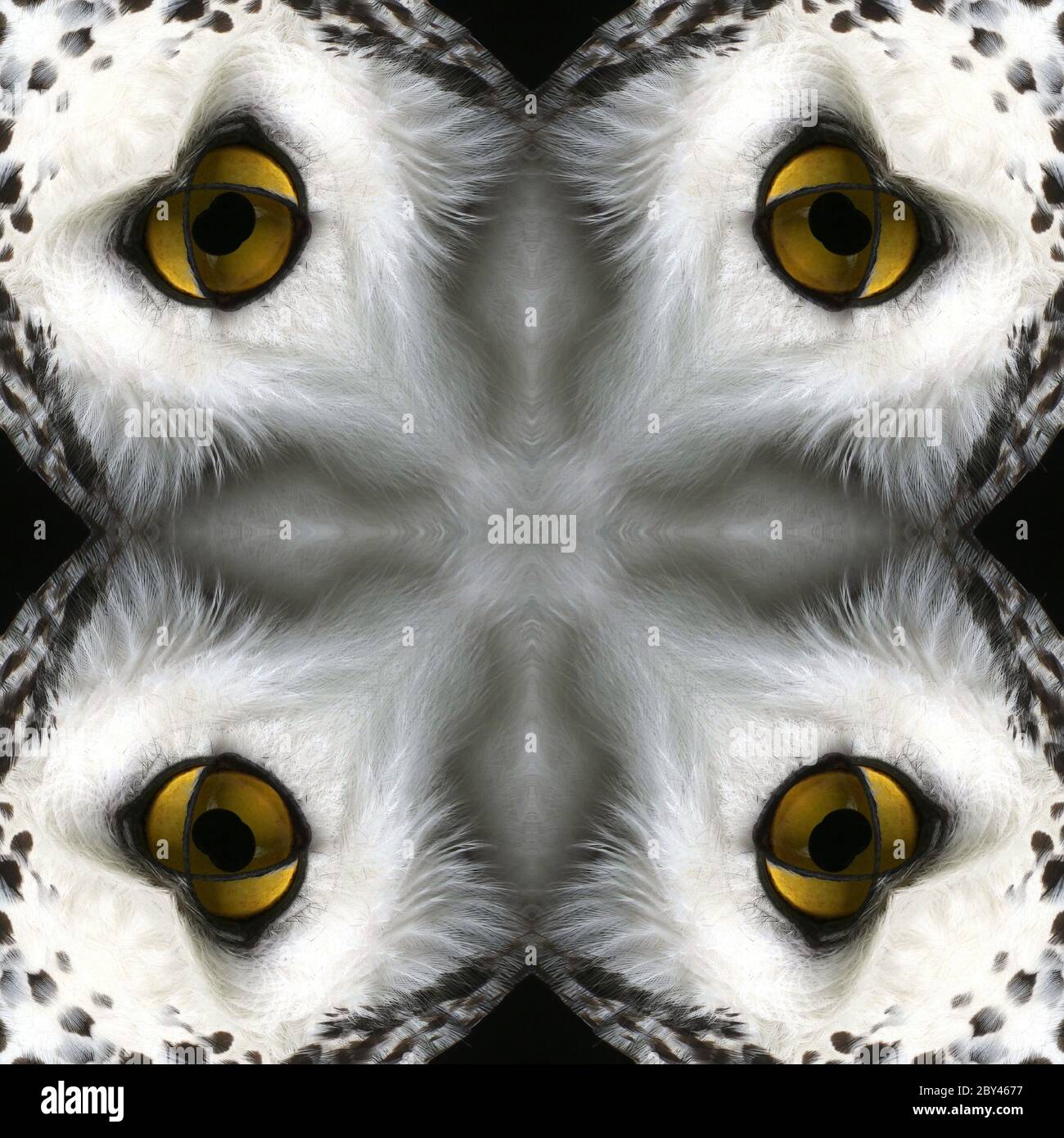 Abstract Animal Photography