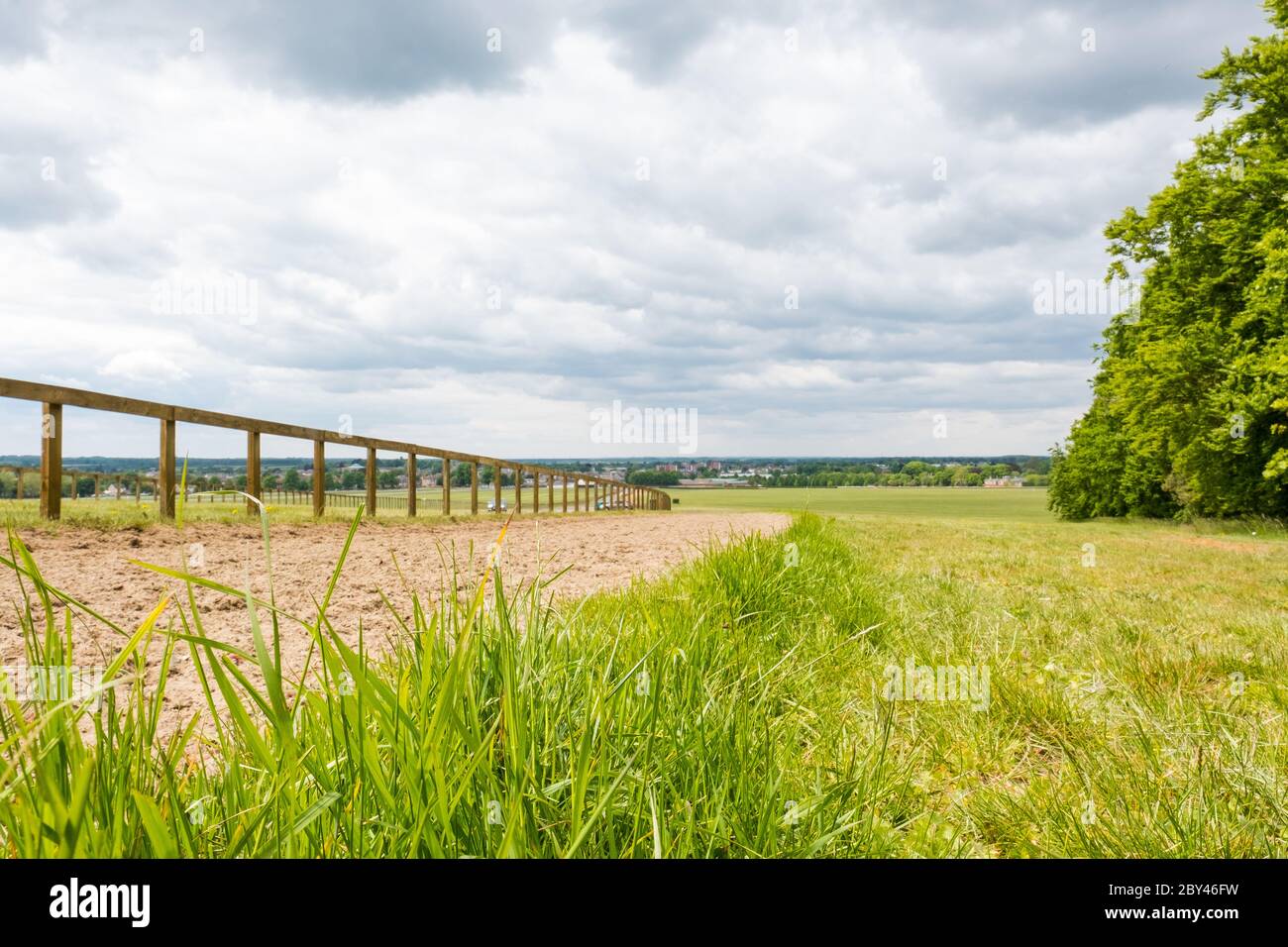 Ground level view of meadow grass seen adjacent to a sandy track used ...
