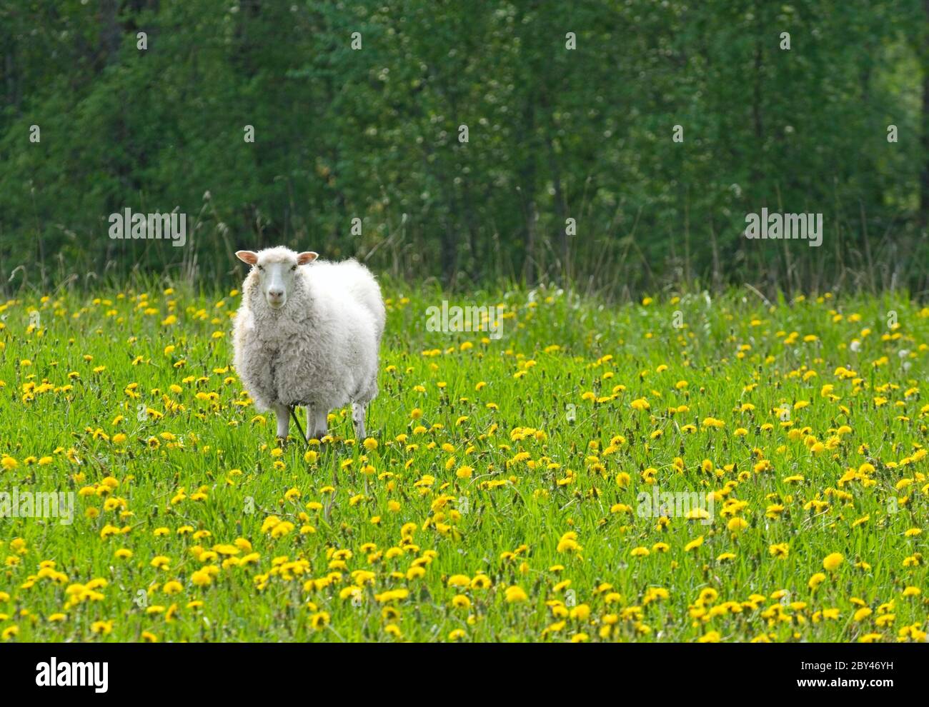 sheep in dandelion field Stock Photo - Alamy