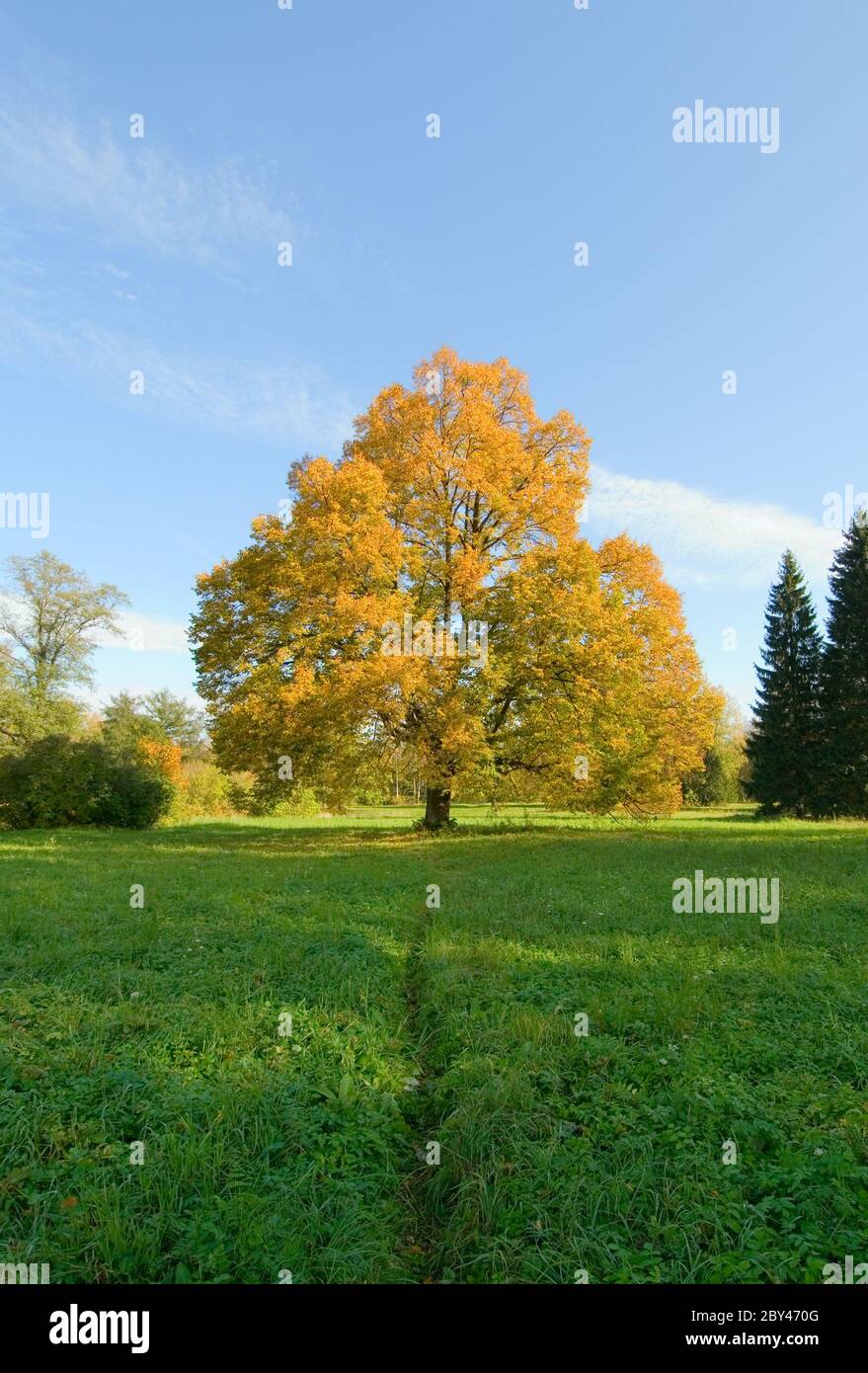 autunm landscape, yellow tree in a green field Stock Photo - Alamy