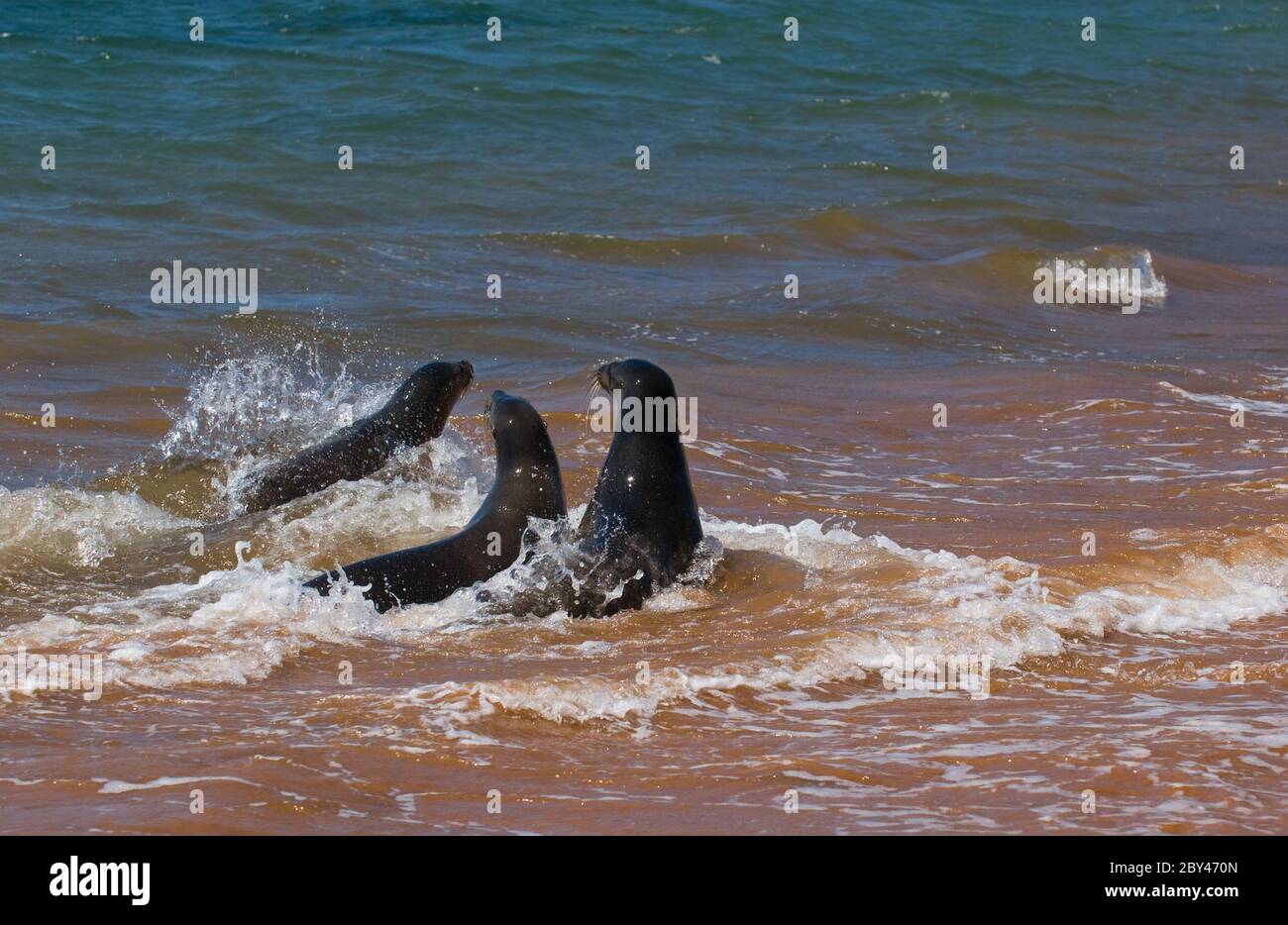 Cheeky seals hi-res stock photography and images - Alamy