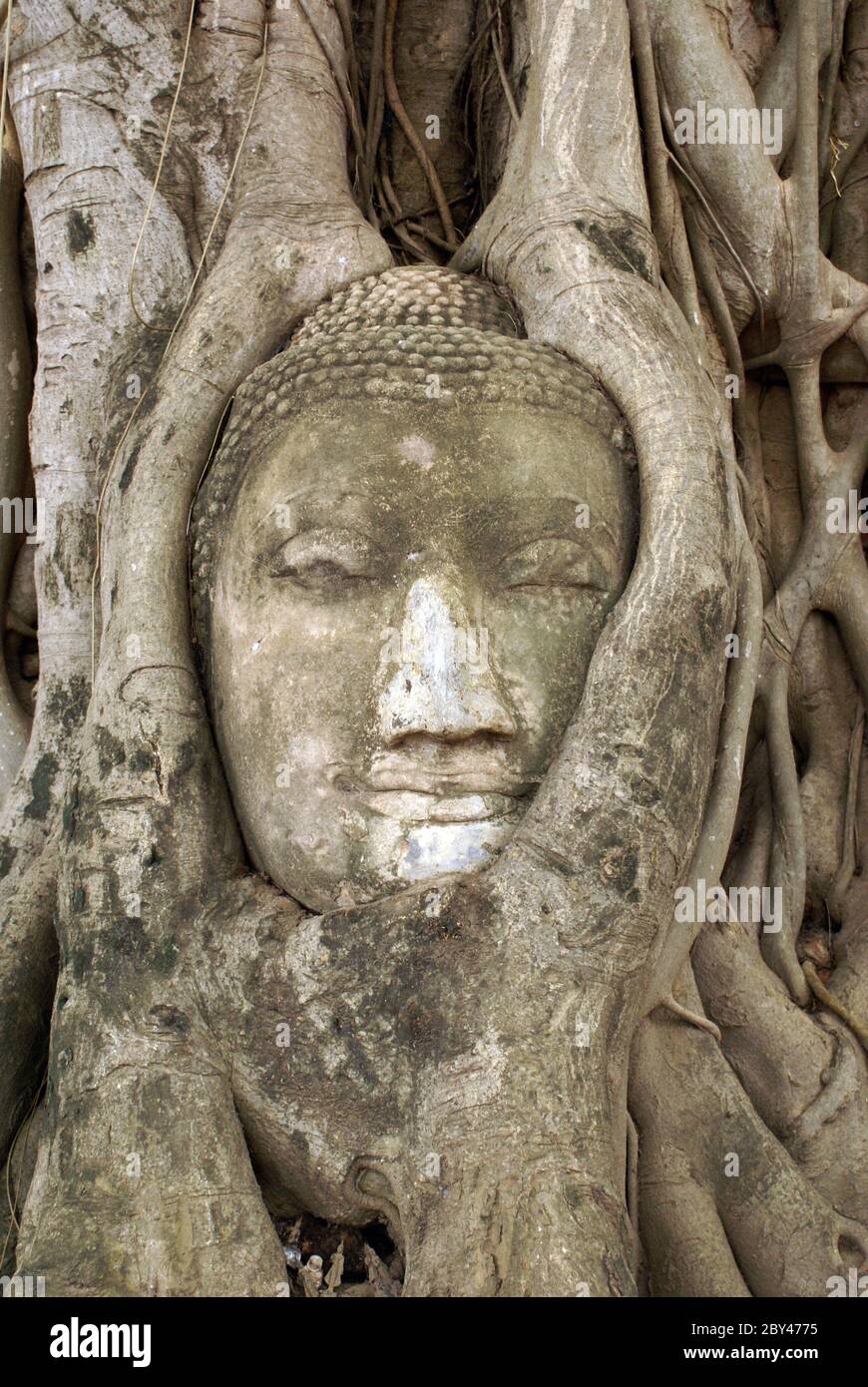 Buddha bodhi tree hi-res stock photography and images - Alamy