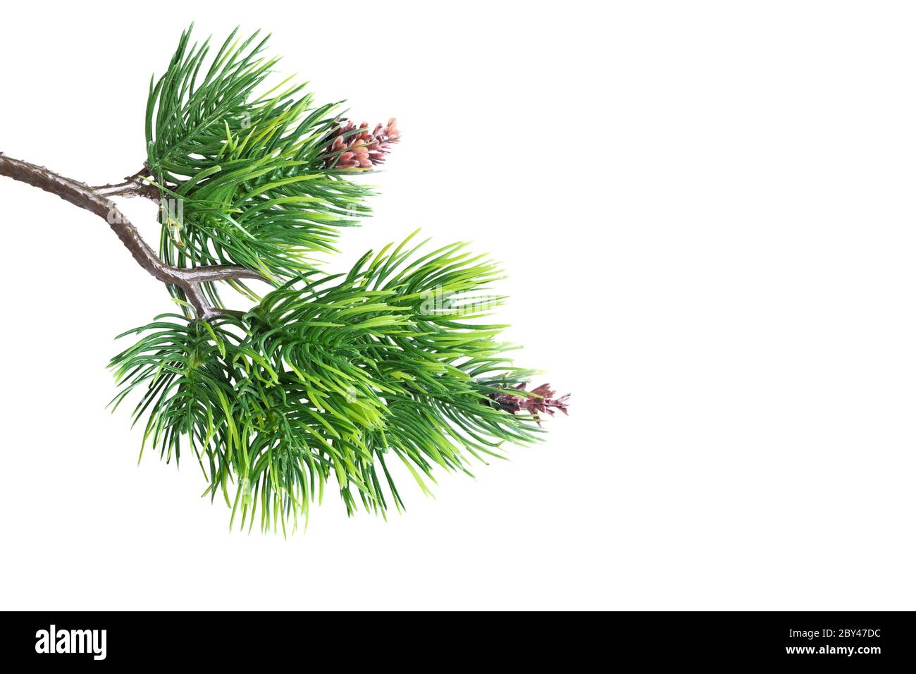 Studio close up branch hi-res stock photography and images - Alamy