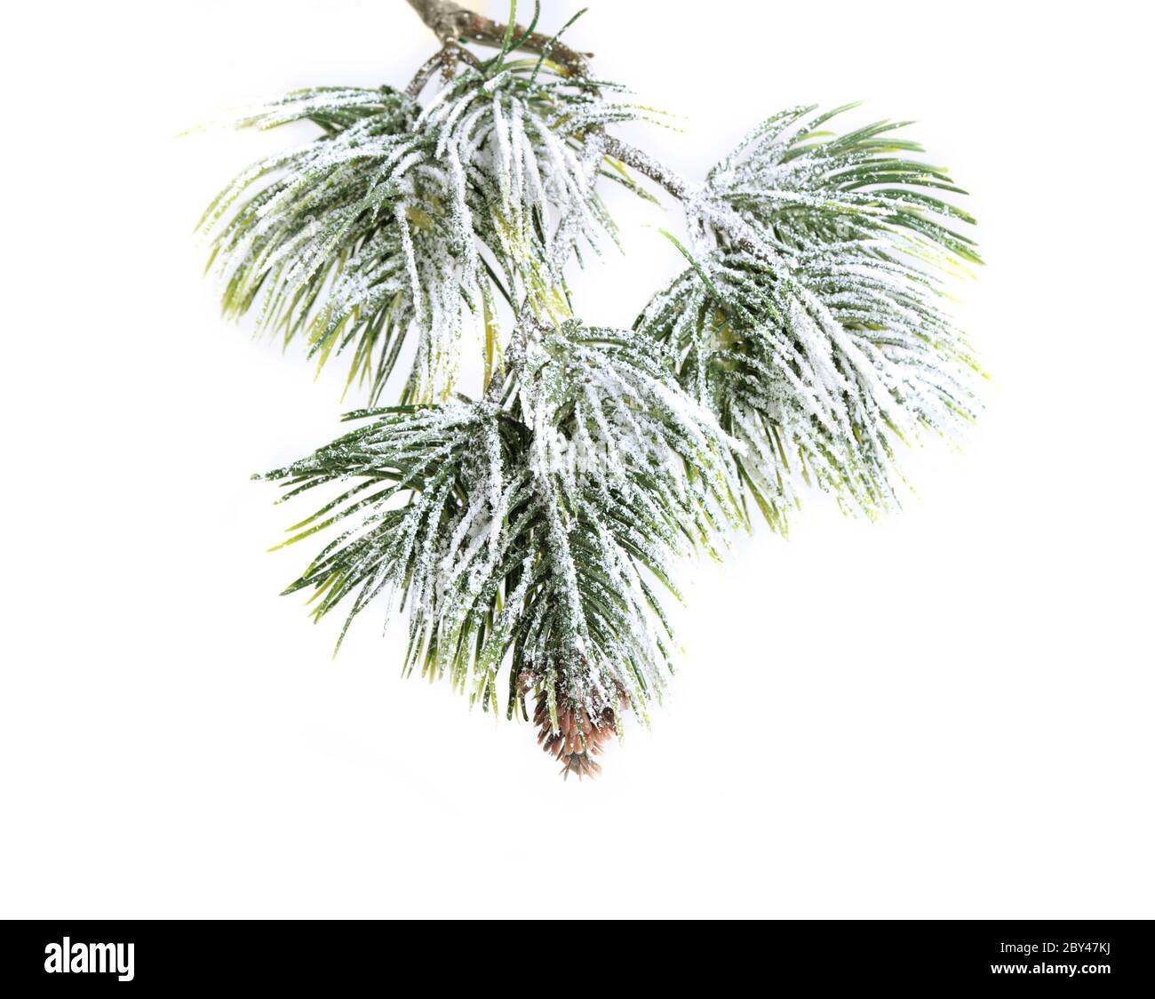Evergreen Cut Out Stock Images & Pictures - Alamy
