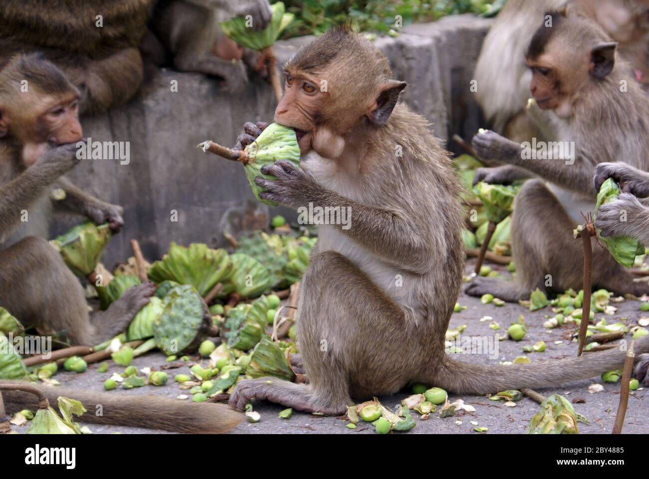 Monkeys zoo eating fruit hi-res stock photography and images - Alamy