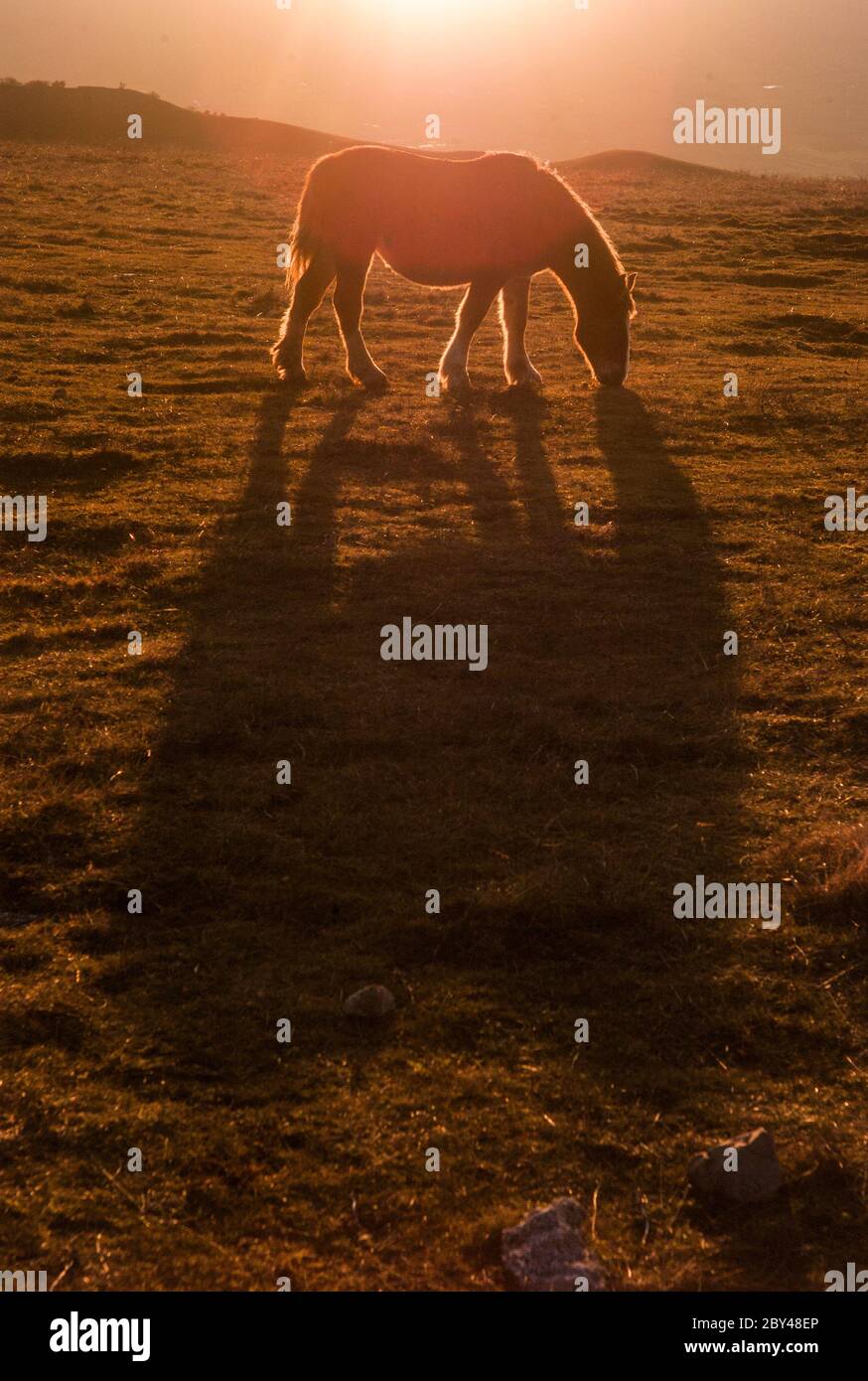 horses shot in the warm afternoon light on Mount Subasio in Umbria ...