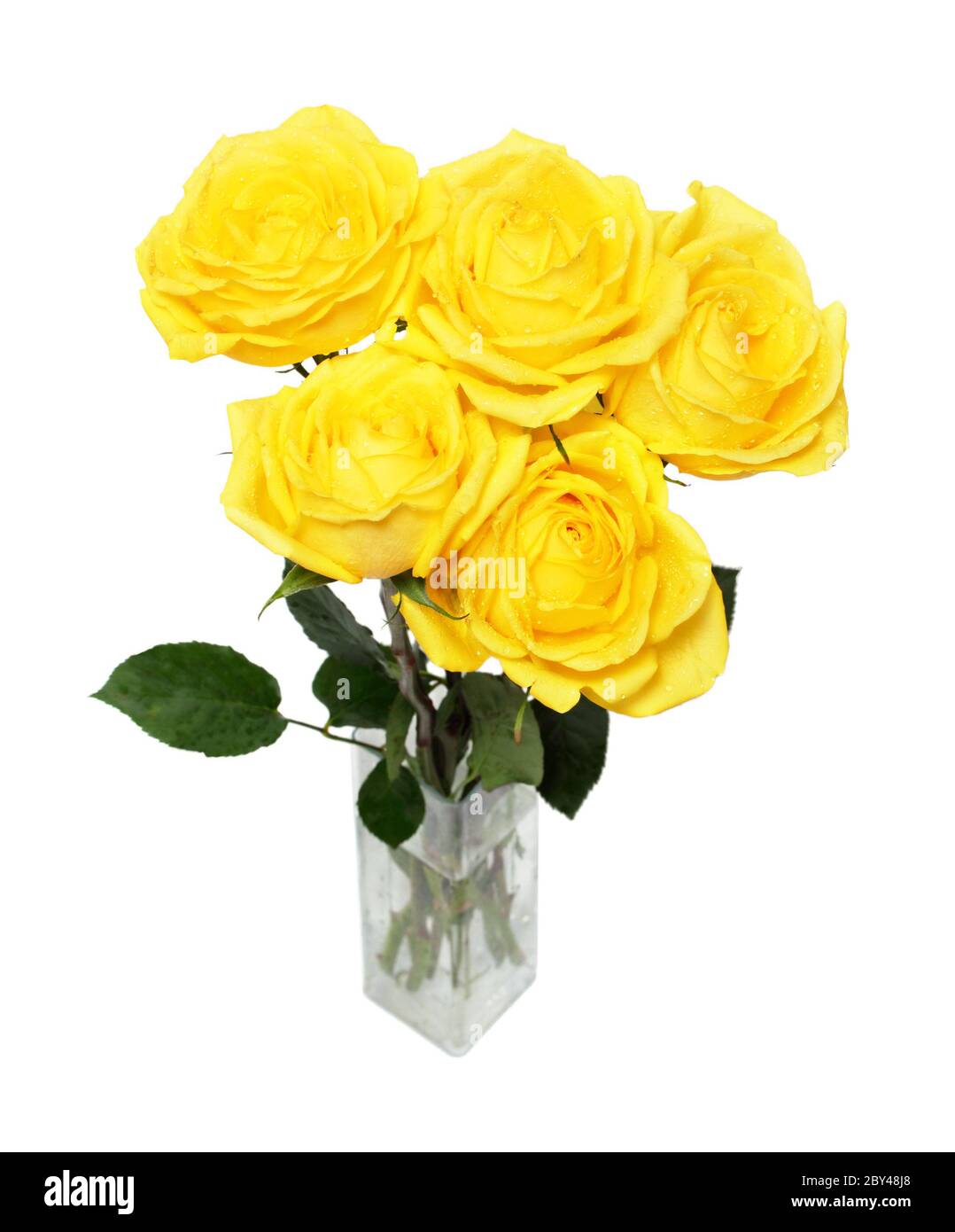 Wet roses Cut Out Stock Images & Pictures - Alamy
