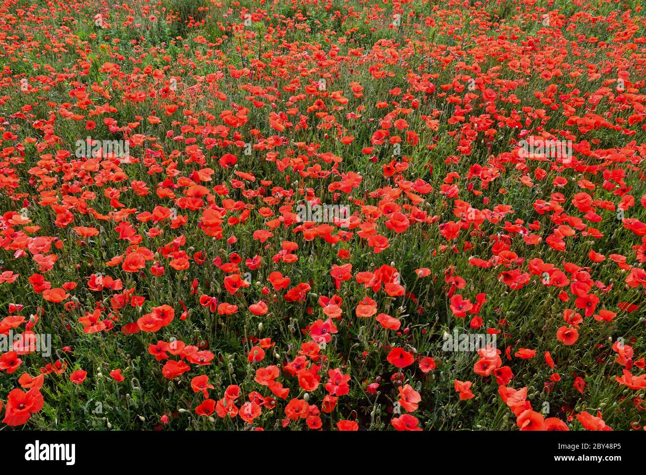 field of poppy flowers in germany in summer Stock Photo - Alamy