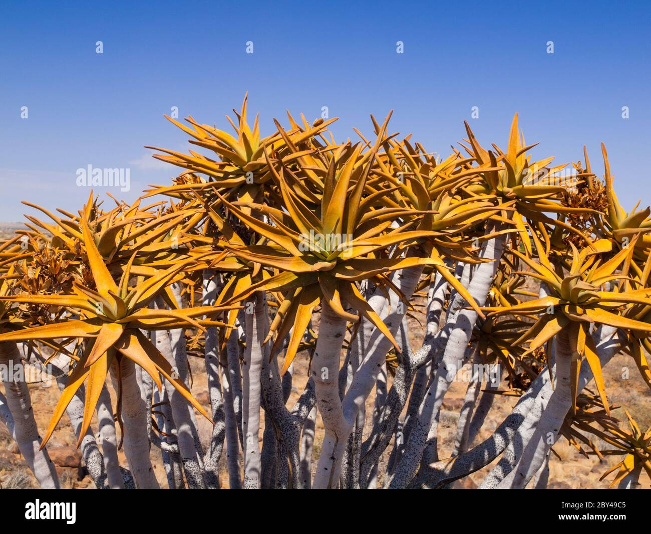 Aloe (quiver) tree detail (Namibia Stock Photo - Alamy