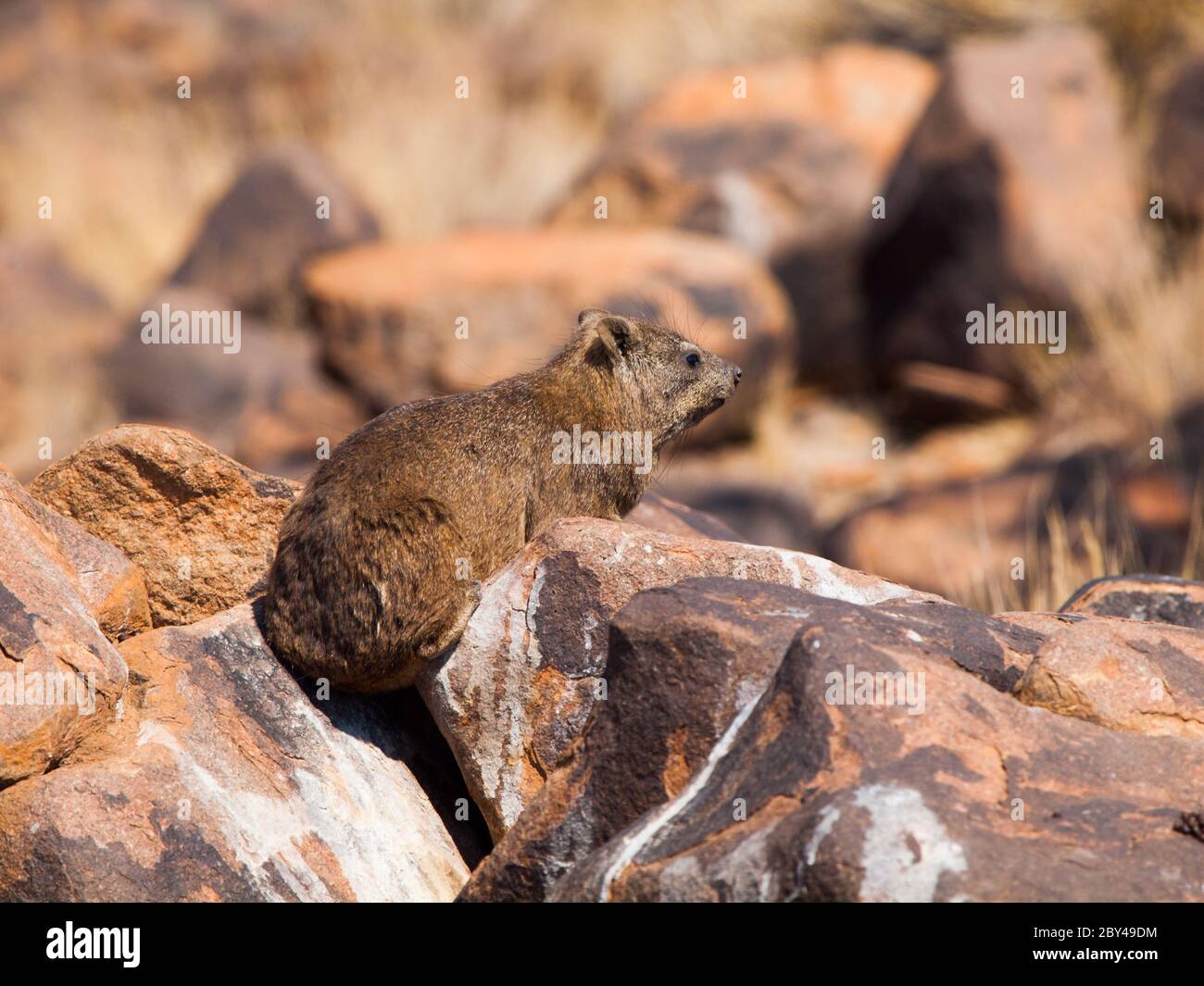 Cape hyrax procavia capensis on rock hi-res stock photography and ...