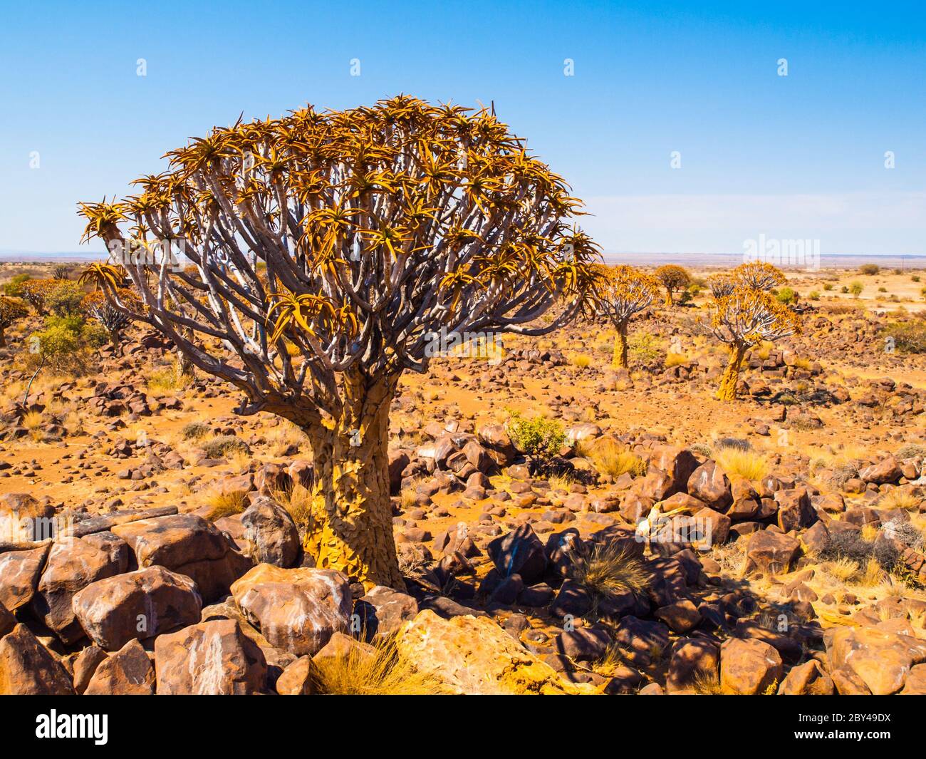Quiver tree, aka aloe tree or kokerboom, in the dry rocky desert ...
