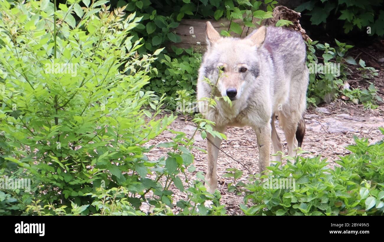 Lone forest gray wolf standing among green trees and bushes Stock Photo ...