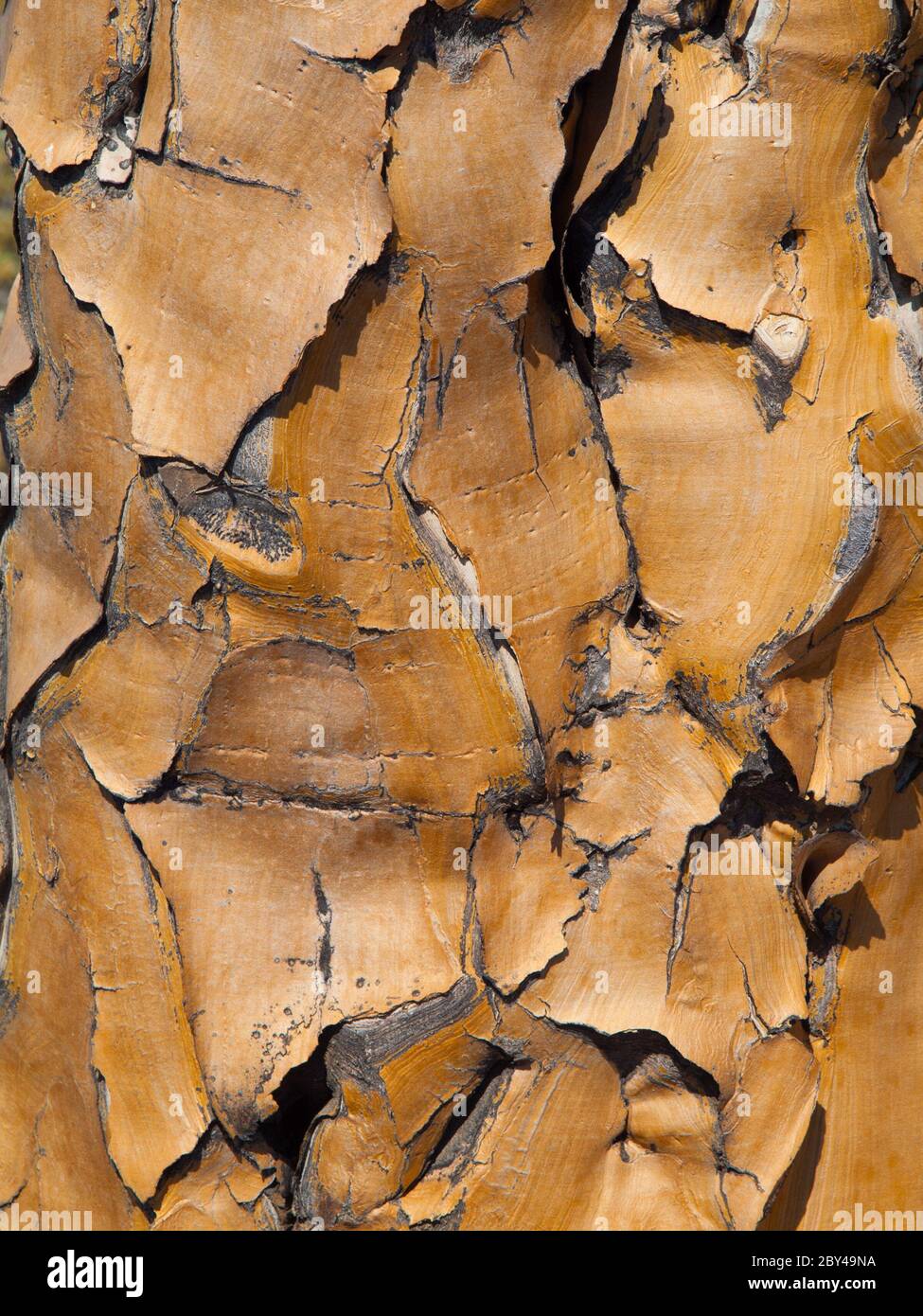 Tree splitting rock hi-res stock photography and images - Alamy