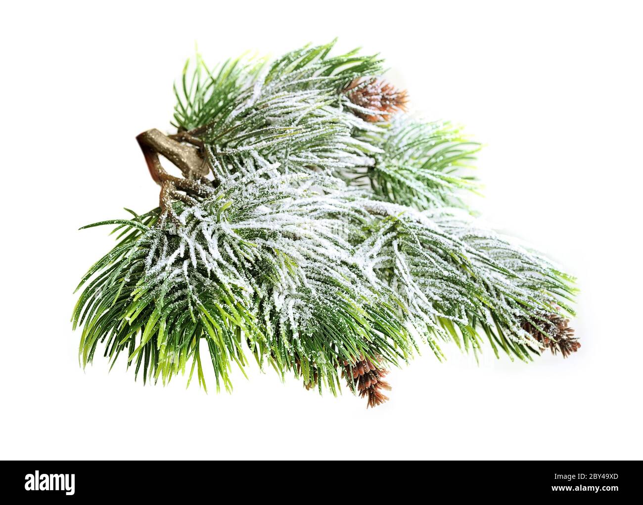 Evergreen spruce tree with fresh snow isolated Stock Photo - Alamy