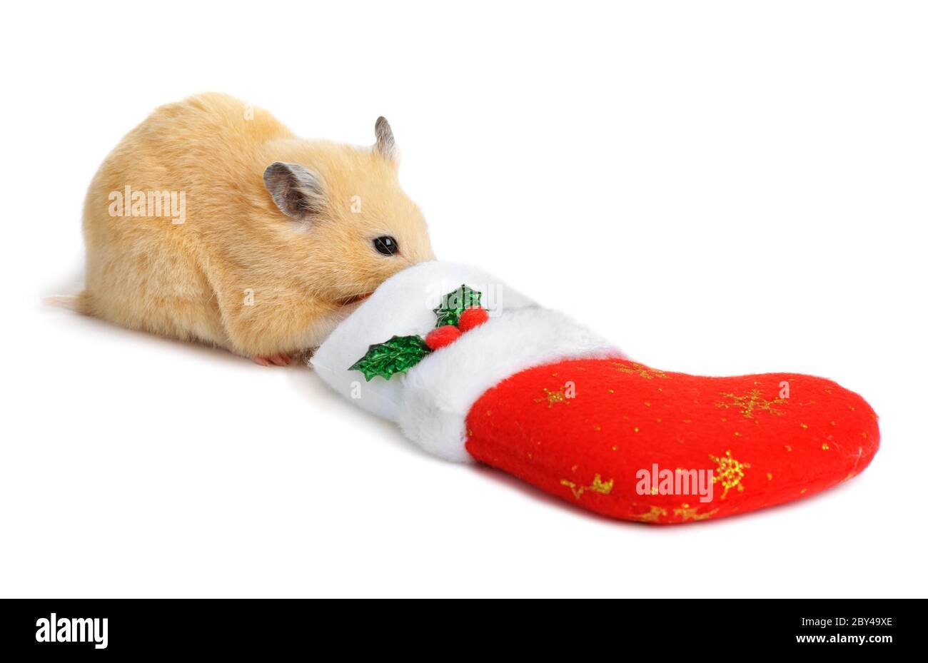 Christmas background xmas rat hi-res stock photography and images - Alamy