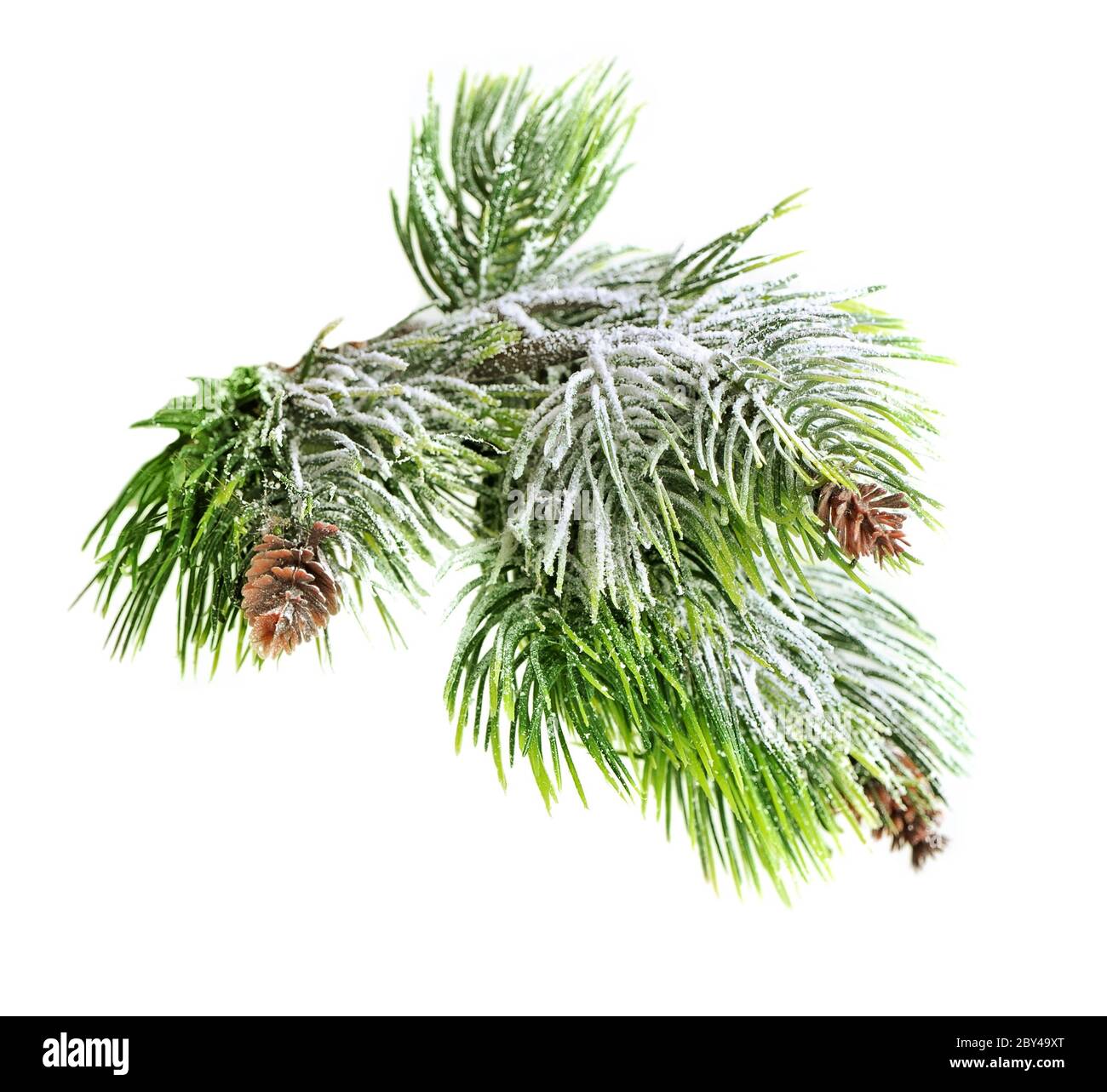 Traditional Evergreen Tree High Resolution Stock Photography and Images ...