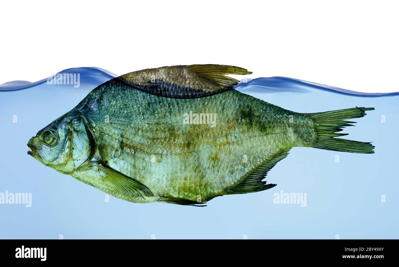 Dry fish in water Stock Photo - Alamy