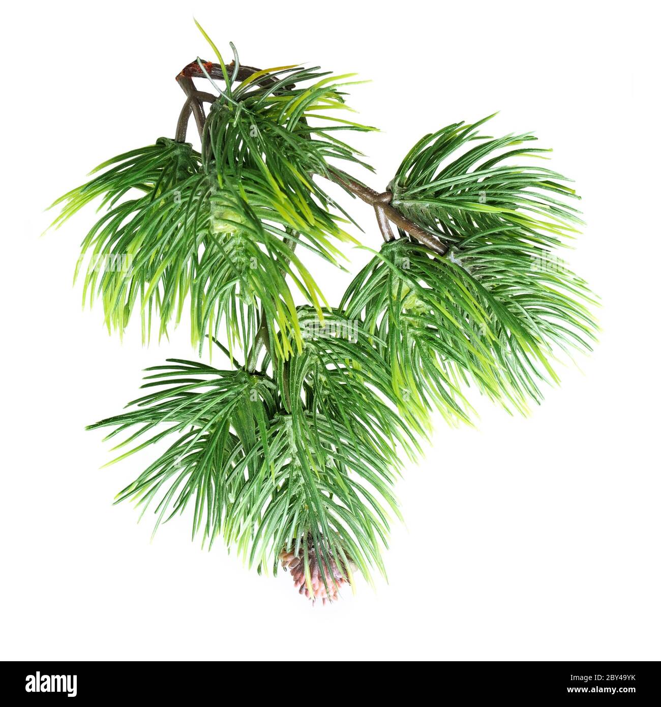 Close up lush evergreen Cut Out Stock Images & Pictures - Alamy