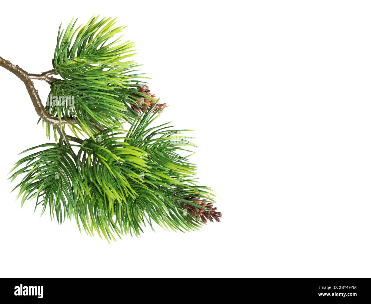 Close up branch green fir Cut Out Stock Images & Pictures - Alamy
