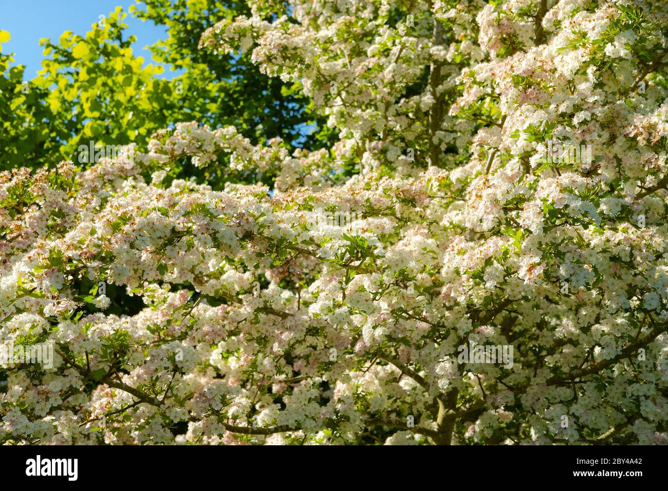 Fresh wild juniper blossom seen in full bloom in a botanical gardens ...