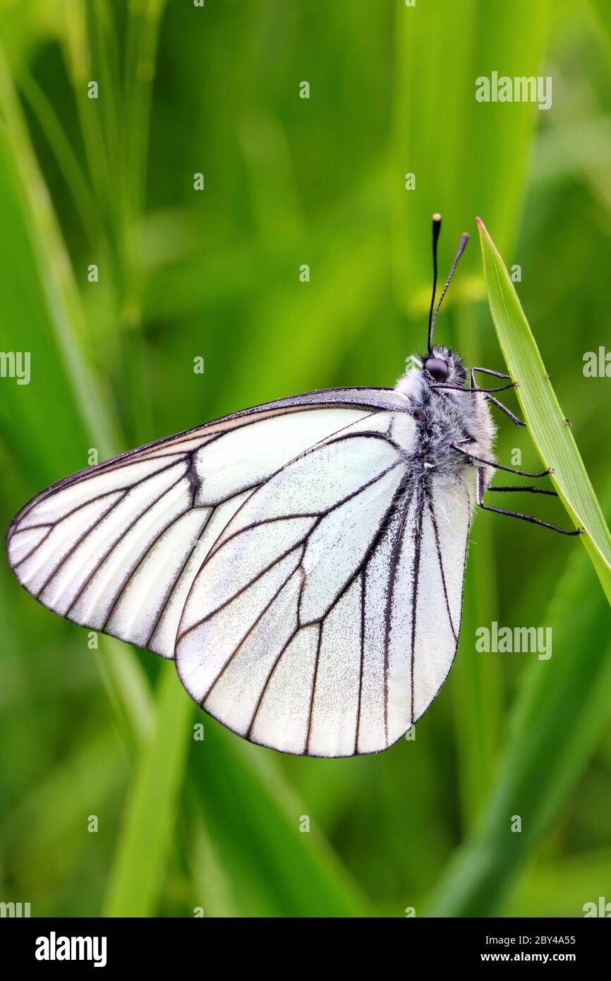 Green vein white butterfly hi-res stock photography and images - Alamy