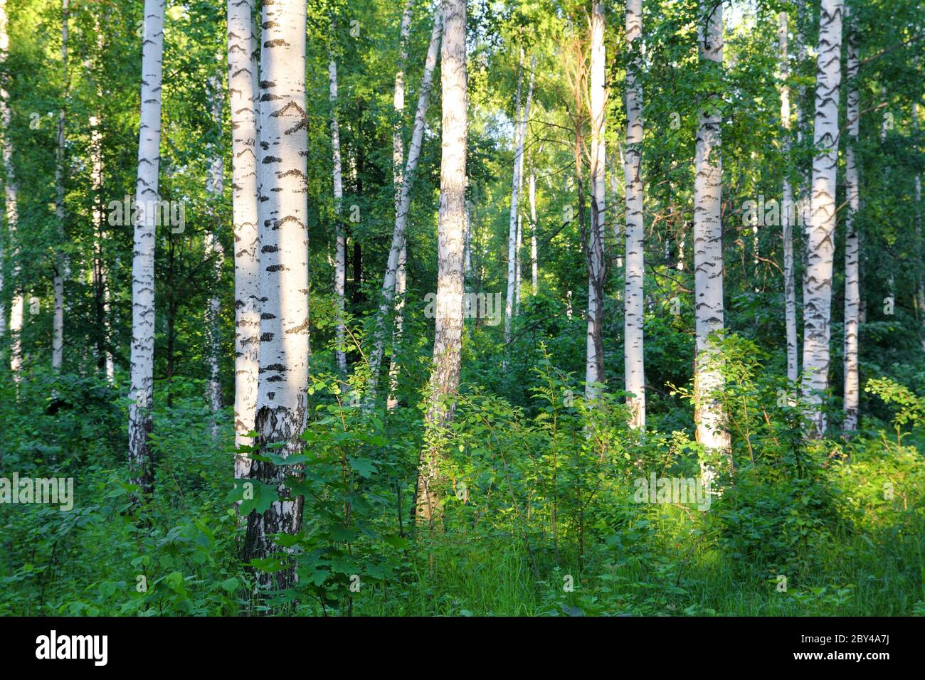 summer birch woods Stock Photo - Alamy