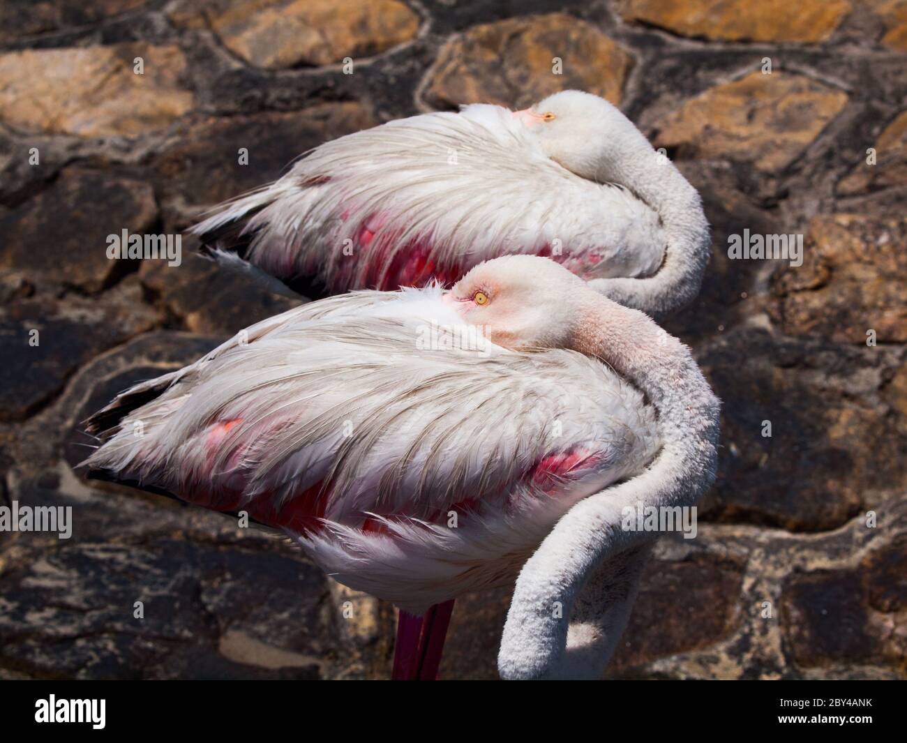 Sleeping flamingo hi-res stock photography and images - Alamy