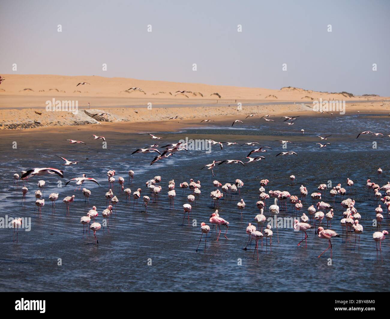 Walvis bay nature reserve hi-res stock photography and images - Alamy