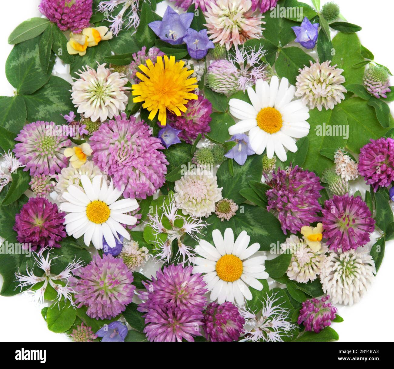 Background from daisywheel, dutch clover, dandelion Stock Photo - Alamy