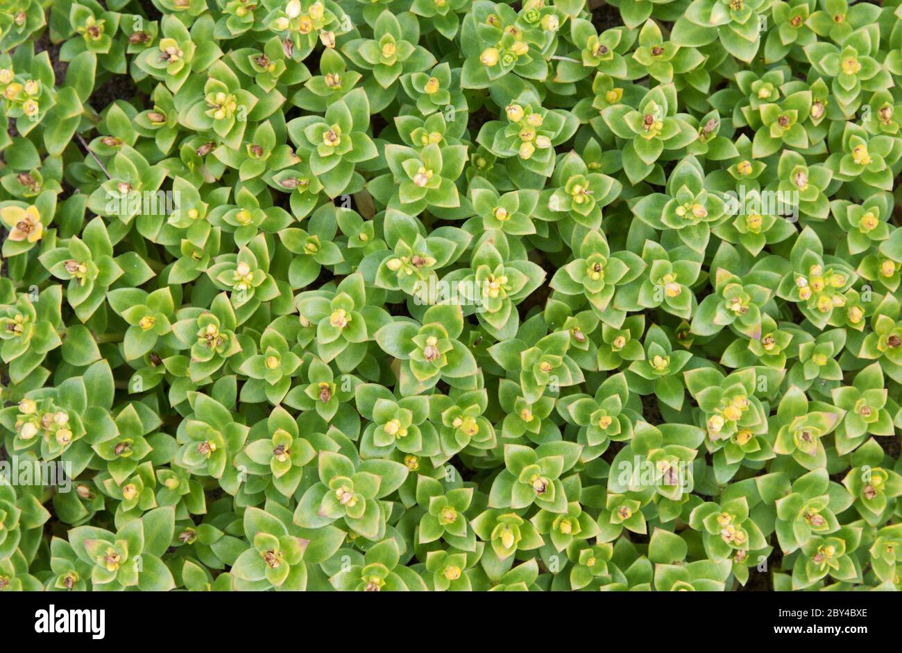 green bush background Stock Photo - Alamy