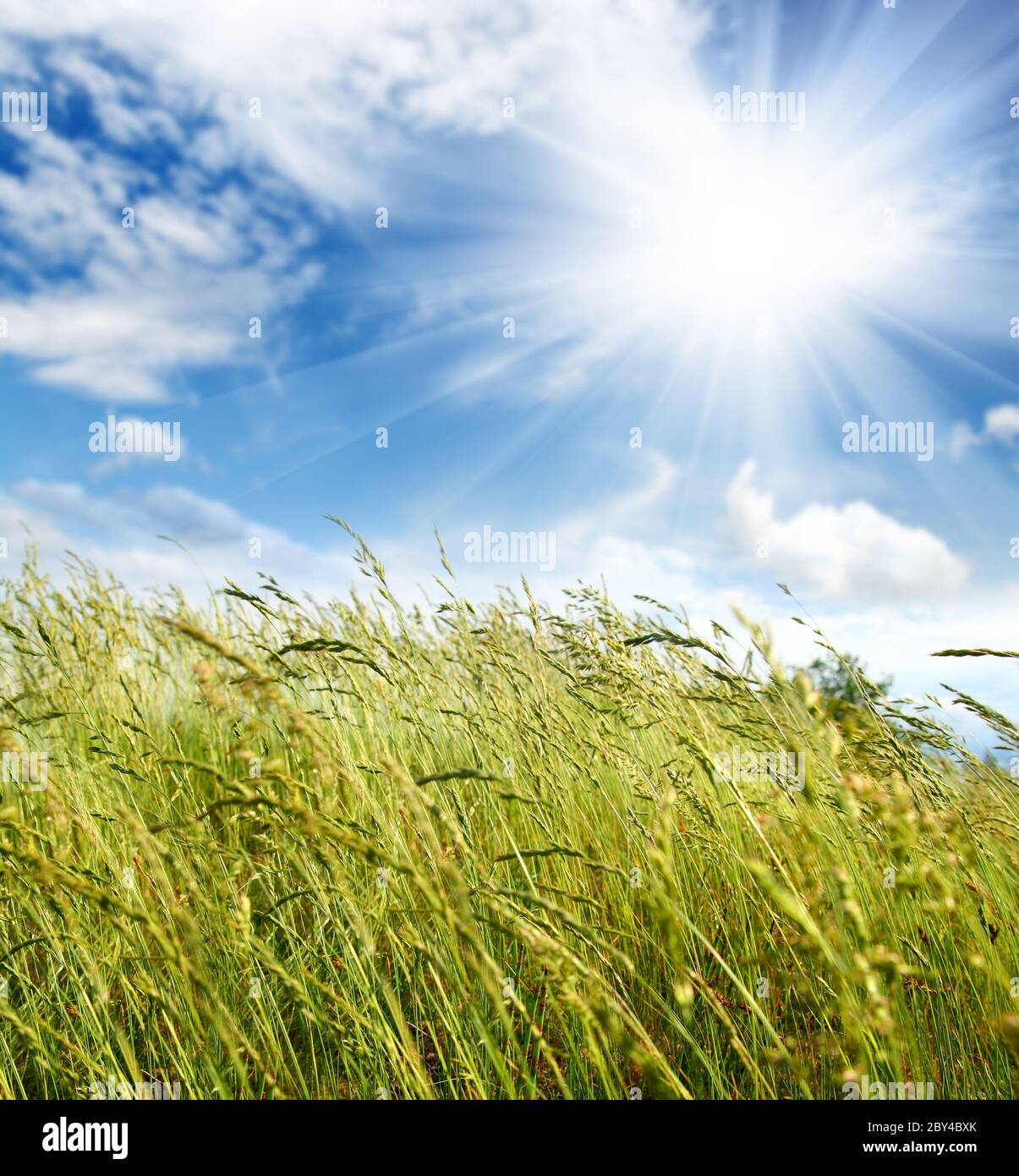 grass and wind blowing Stock Photo - Alamy