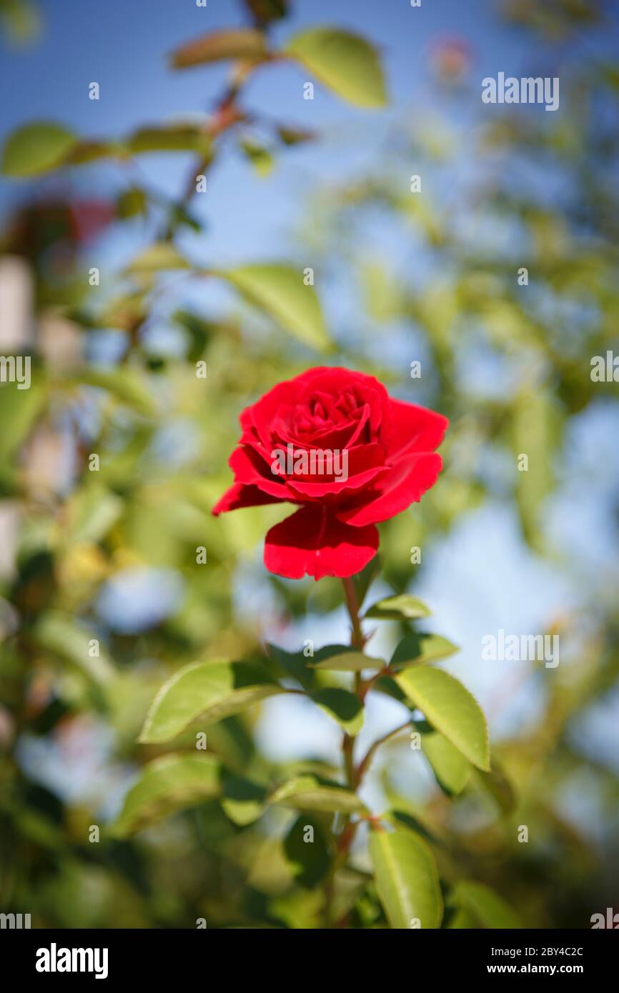 a beautiful red rose Stock Photo - Alamy
