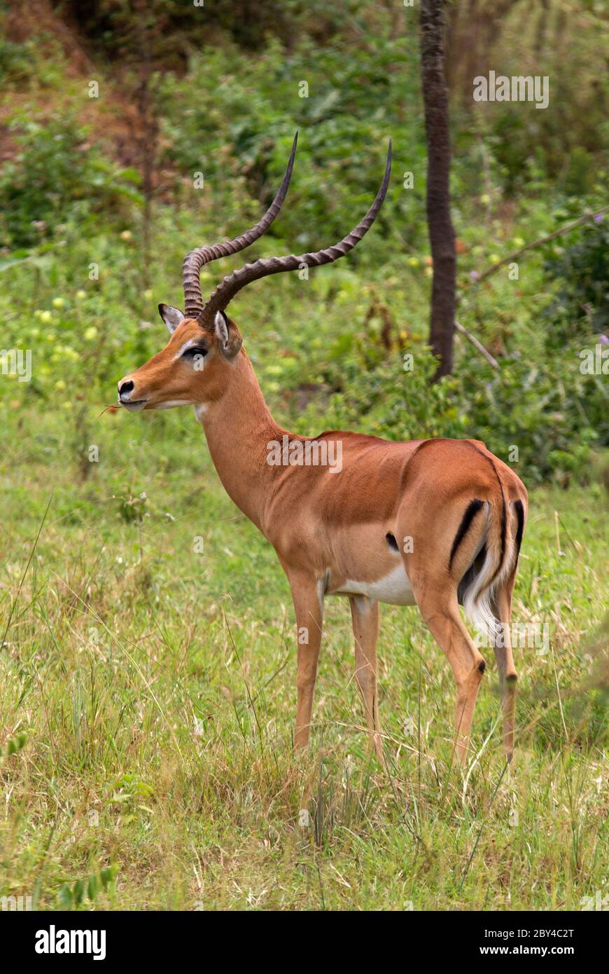 A mature Impala ram stands in his territory watching over his harem of ...