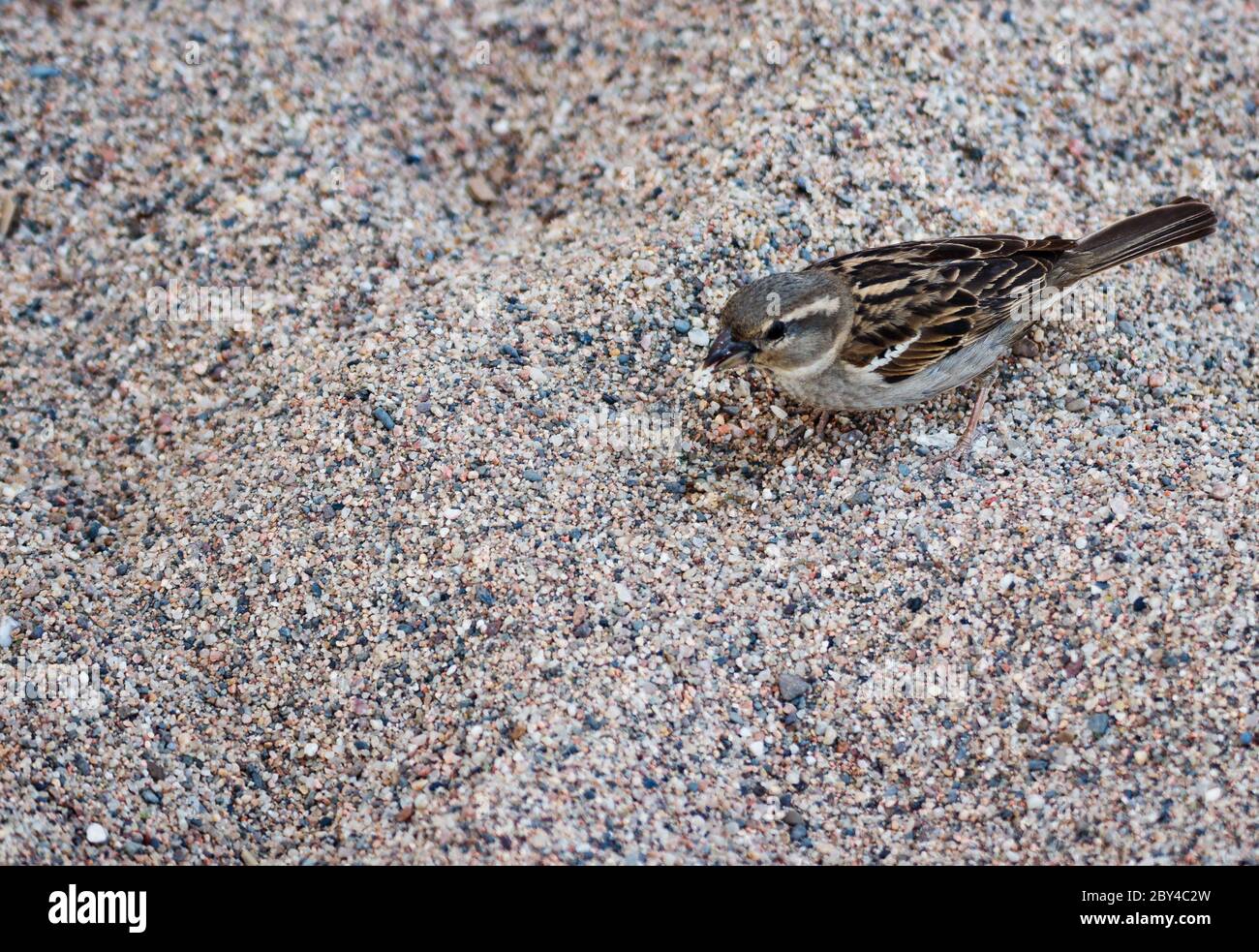 Biodiversity biology bird hi-res stock photography and images - Alamy