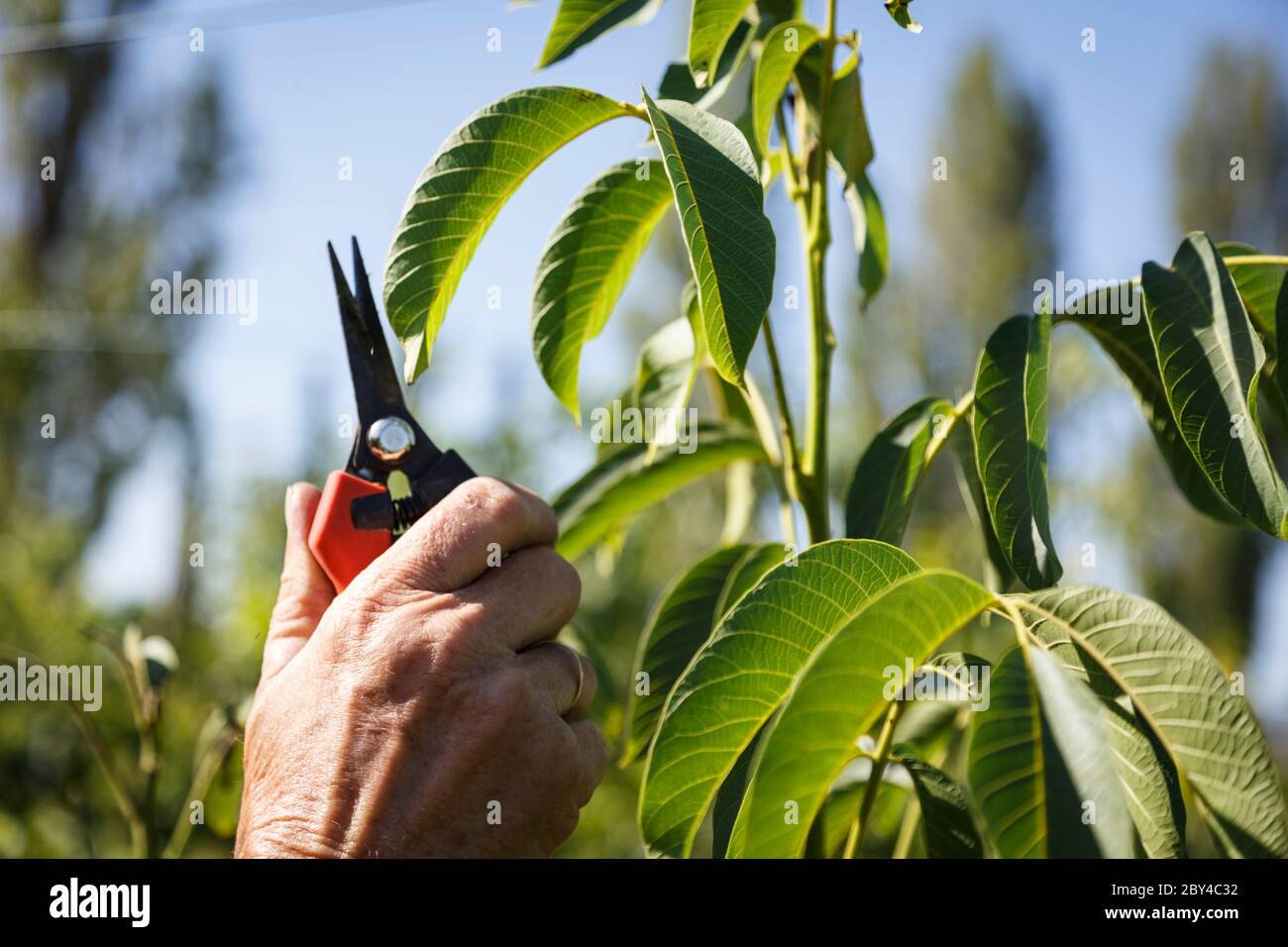 tree care on a farm Stock Photo - Alamy