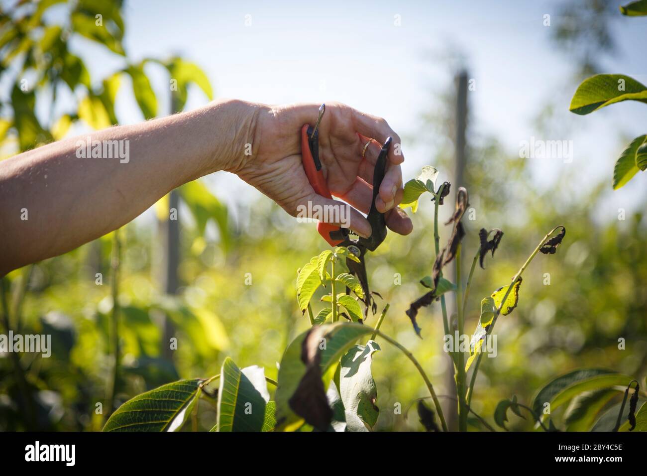 tree care on a farm Stock Photo - Alamy