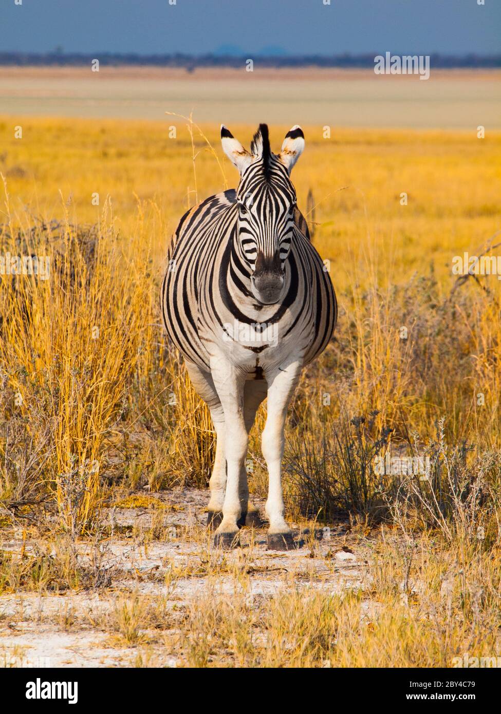 Zebra ear hi-res stock photography and images - Alamy