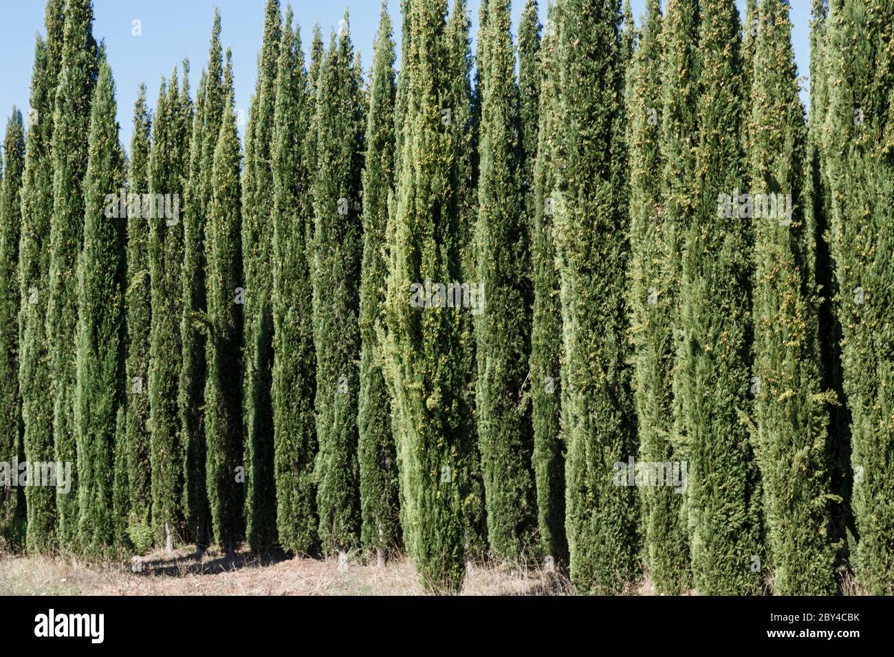 growing cypresses on a farm Stock Photo - Alamy