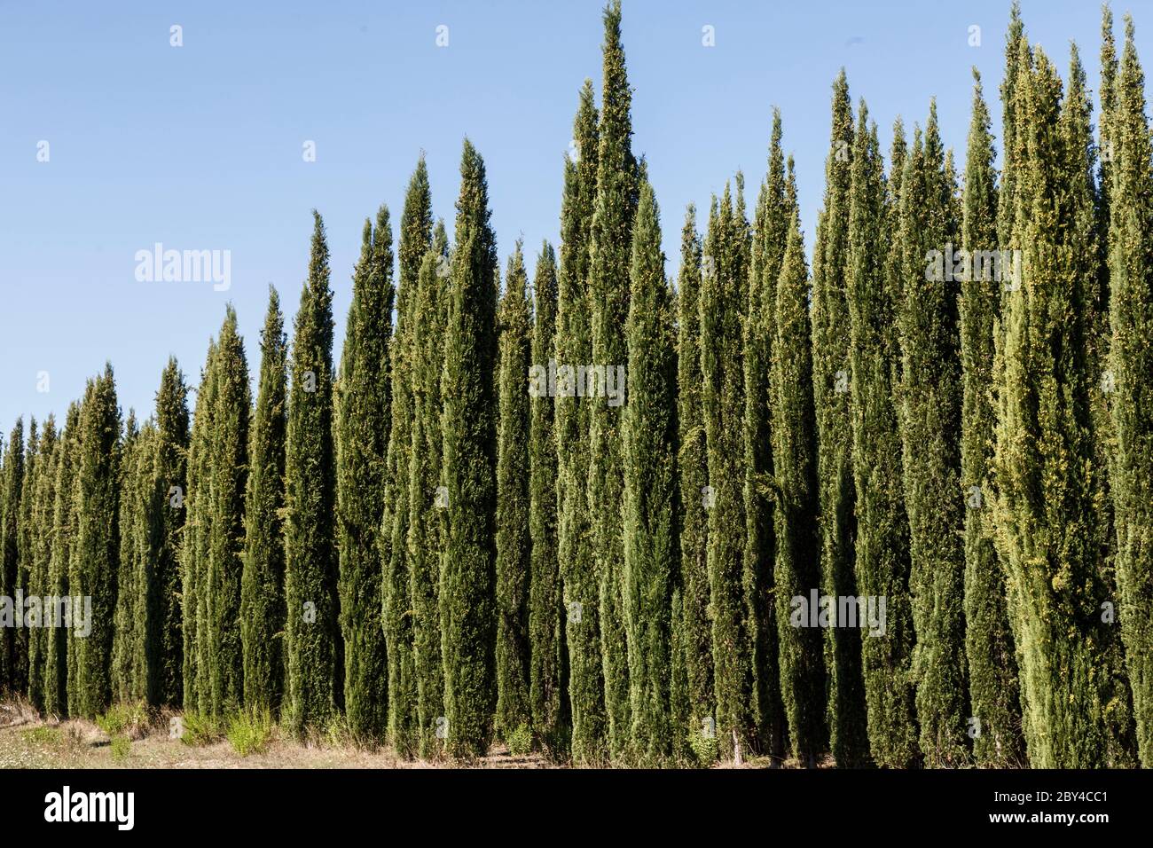 growing cypresses on a farm Stock Photo - Alamy