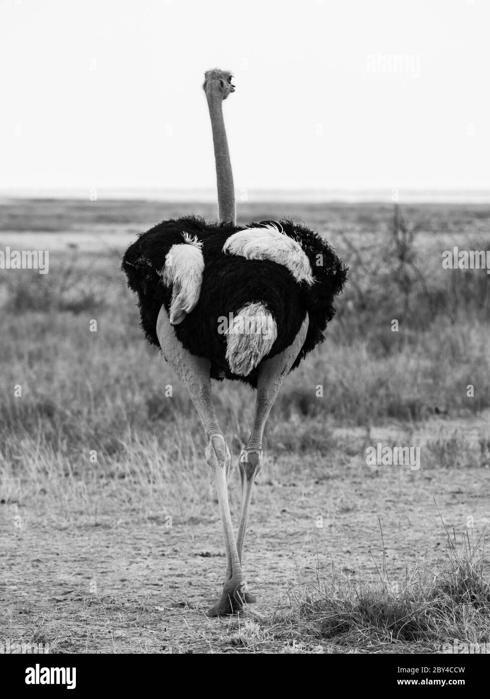 Ostrich walks away (in black and white Stock Photo - Alamy
