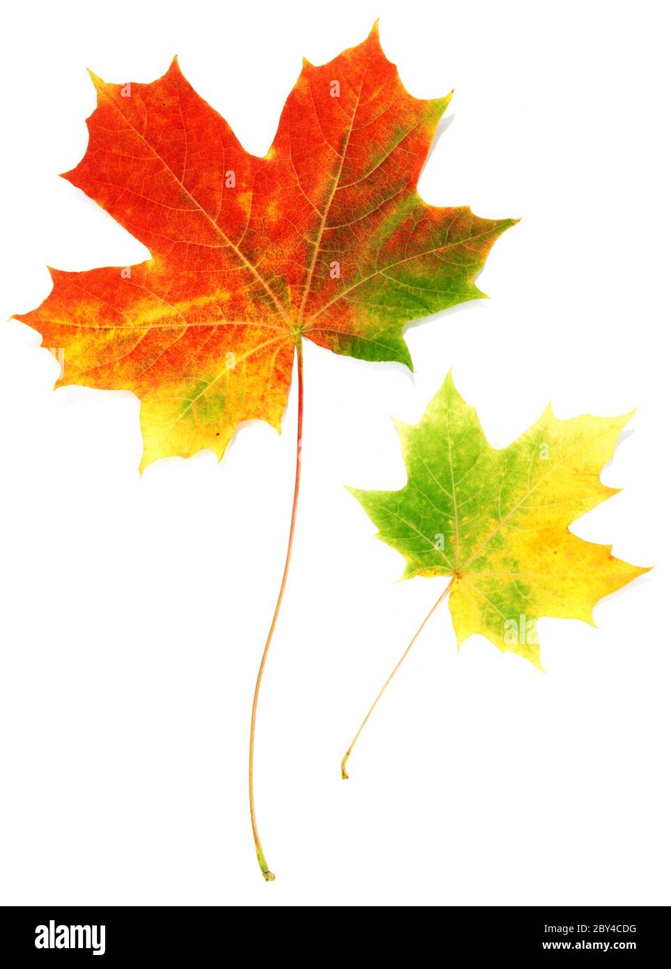 Maple tree sheets hi-res stock photography and images - Alamy