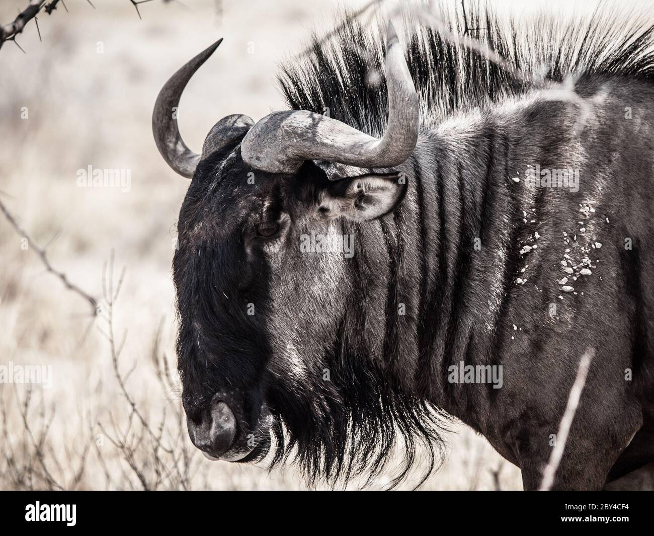 Detailed view of wildebeest gnu from profile, Etosha National Park ...
